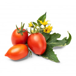 Véritable LINGOT capsula de rosii mini